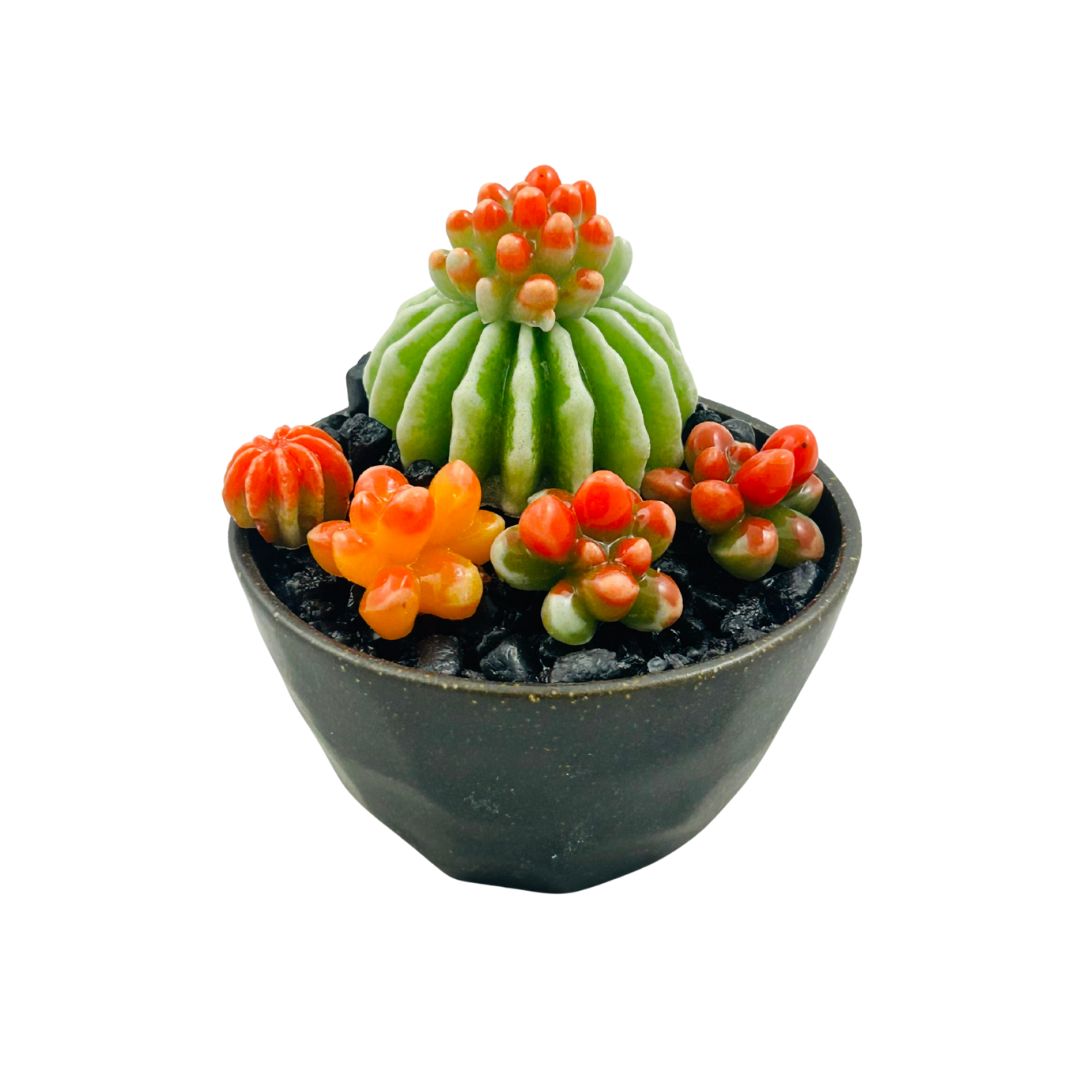 Large Ceramic Pot w/ Succulents - 05 – Museum of Glass