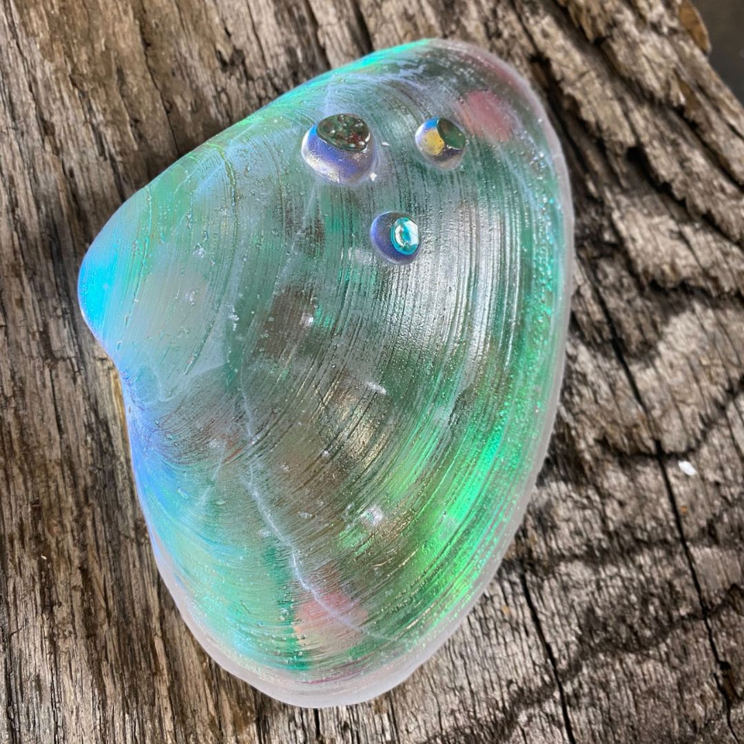 Puget Sound Window Clam – Museum of Glass