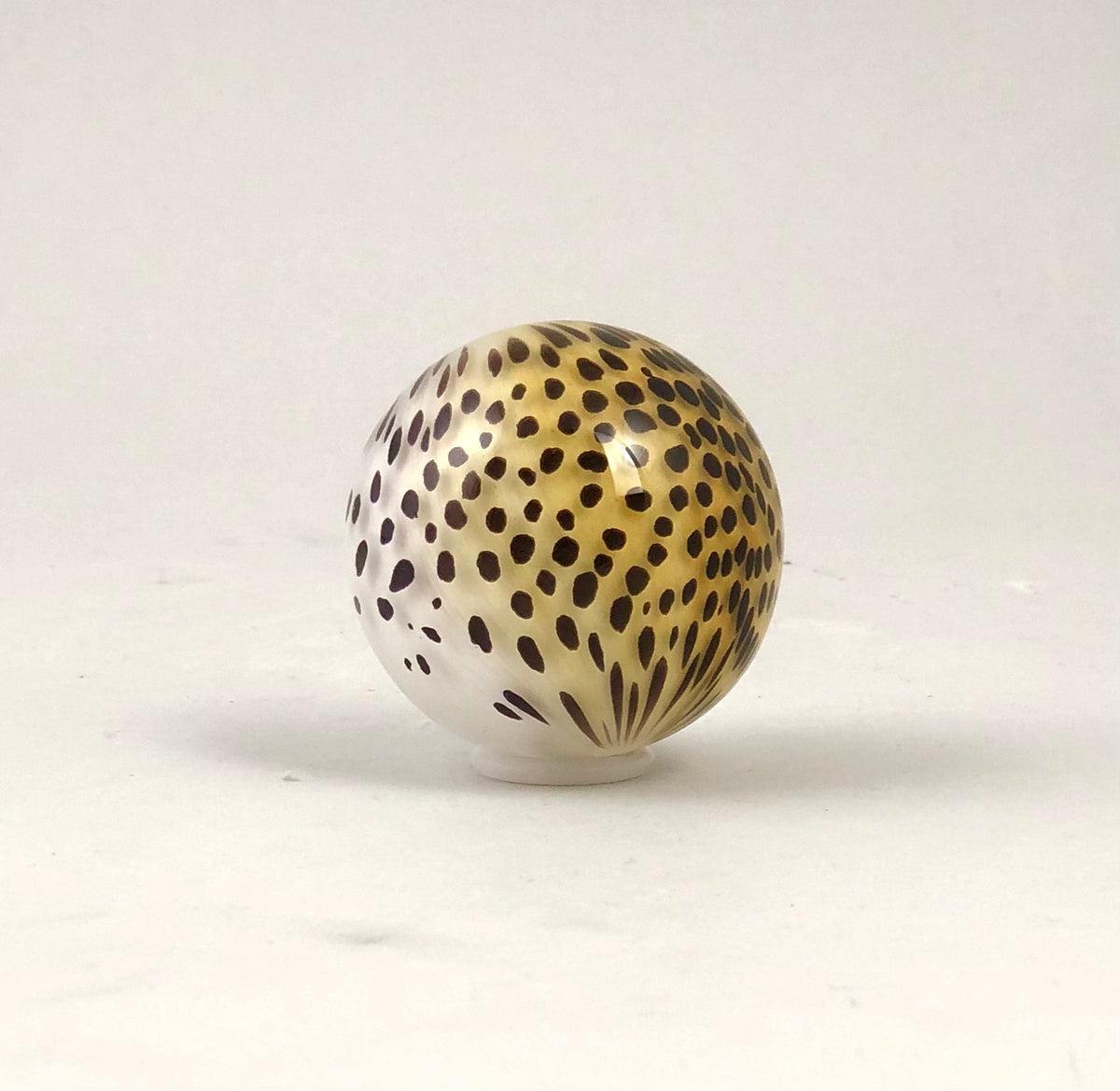 Cheetah – Museum of Glass